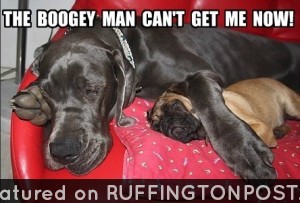 Even tough pugs need a big pal - Ruffington Post