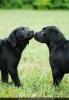 Kissing Black Labrador Retrievers - Ruffington Post