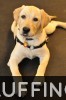 Labrador Retriever Puppy Lays with Legs Back - Ruffington Post