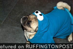Pug Want Cookie - Ruffington Post