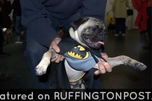 Dada Dada Dada Dada Bat Pug! - Ruffington Post
