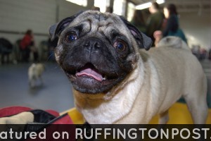 This Pug is Packed and Ready - Ruffington Post