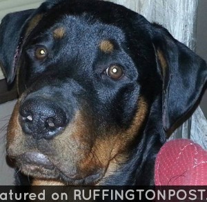 Lisa Starn Shared "Otto" - Ruffington Post
