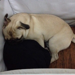 Nighty Night for This Pug - Ruffington Post