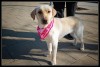 Pretty in Pink is This Labrador Retriever - Ruffington Post