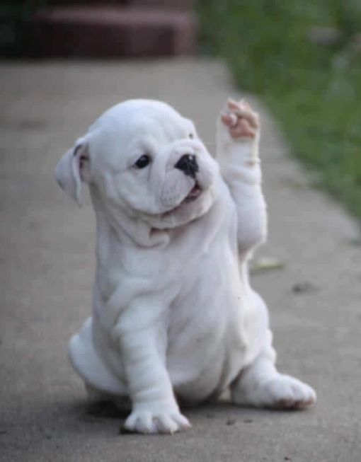 Caption The Cute Waving Puppy! - Ruffington Post