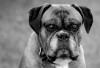 More Than 1,000 Dog Deaths Linked to Toxic Jerky Treats - Ruffington Post