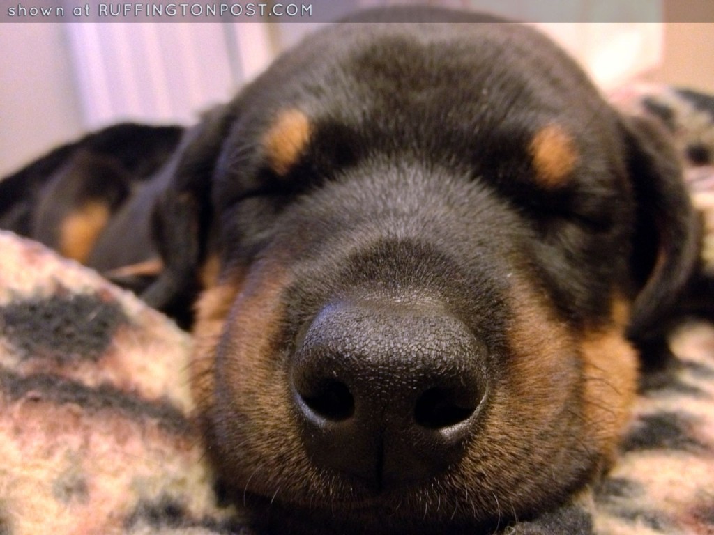 Doberman Puppy Prefers Freedom - Ruffington Post